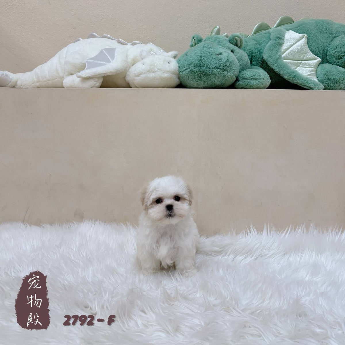 Maltipoo - 2792 (F) – Paw Palace SG