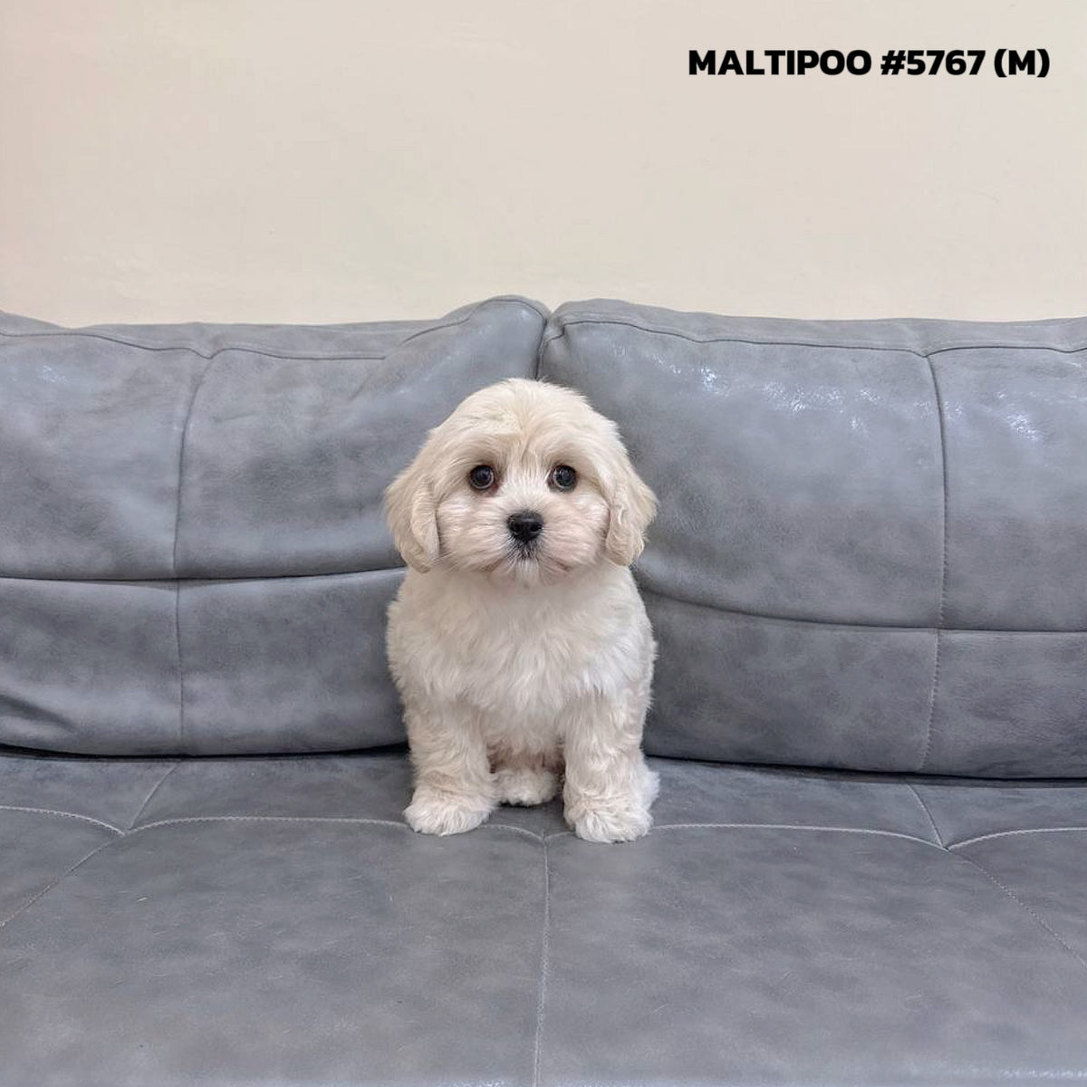 Maltipoo - 5767 (M) – Paw Palace SG