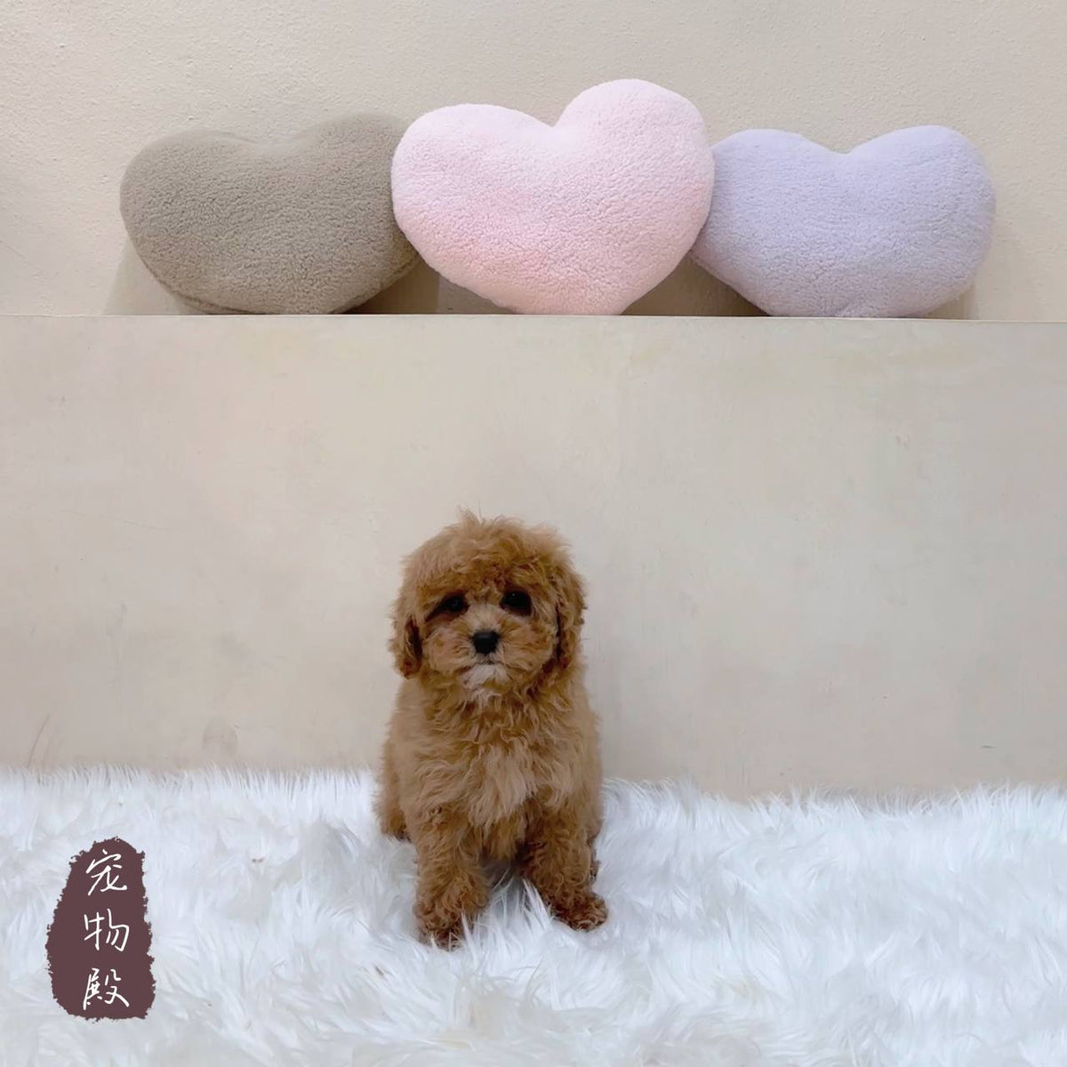 Cavapoo - 2743 (M) – Paw Palace SG