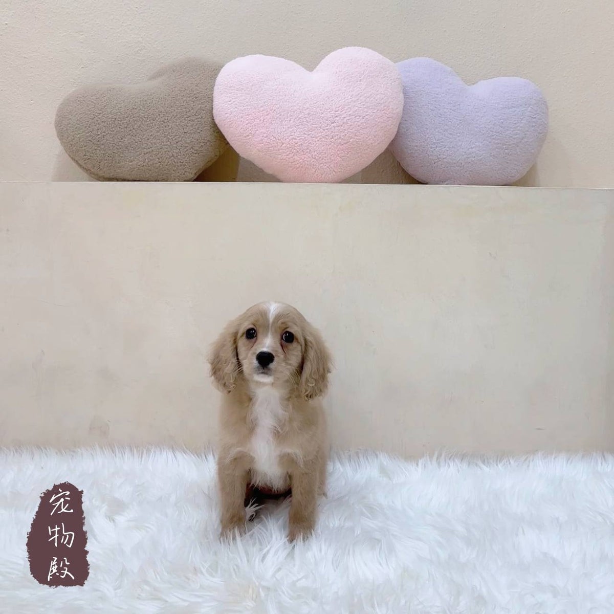 Cavapoo - 7907 (M) – Paw Palace SG