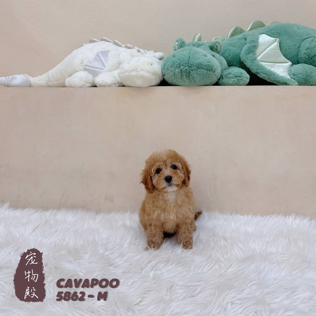 Cavapoo - 5862 (M) – Paw Palace SG