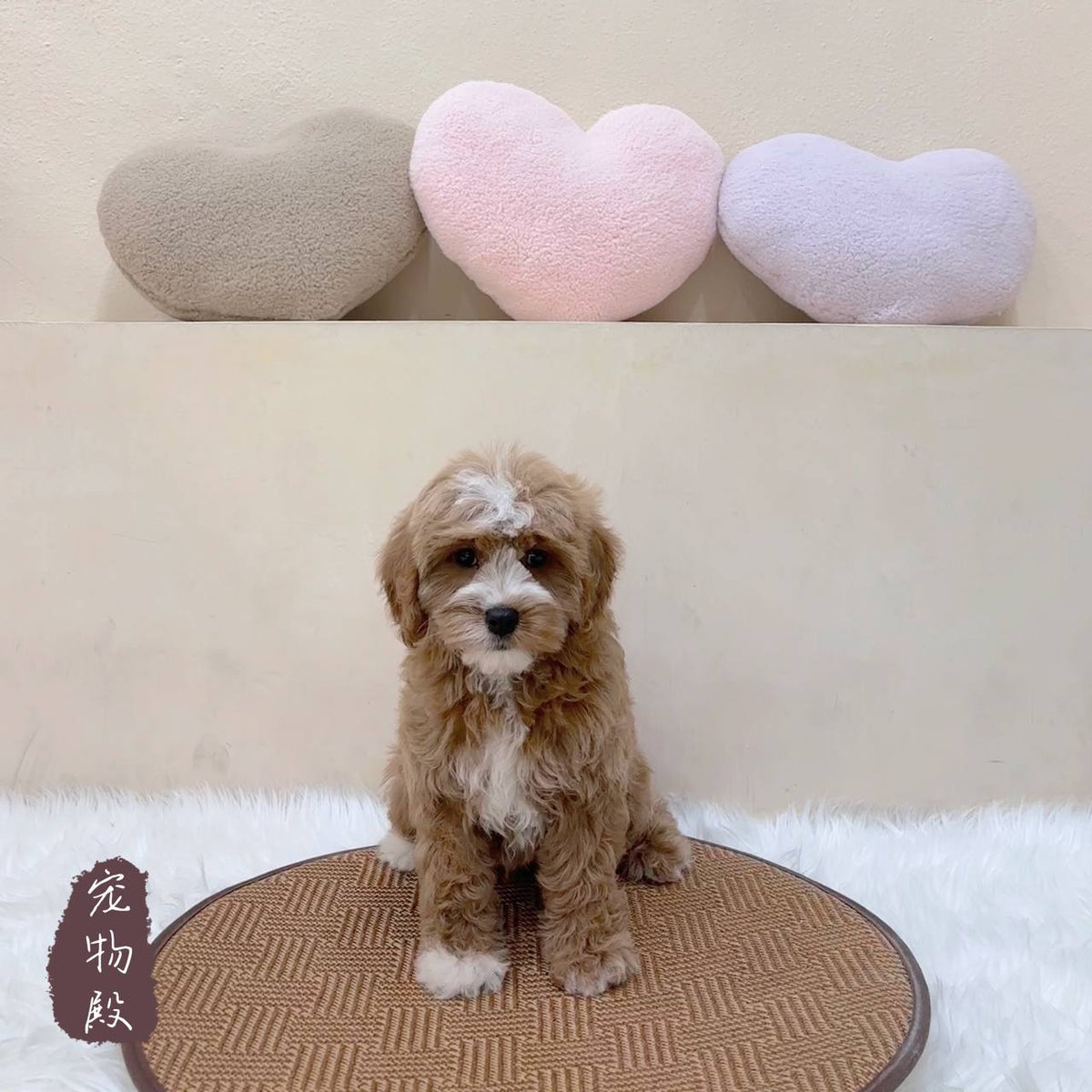 Cavapoo - 4459 (M) – Paw Palace SG