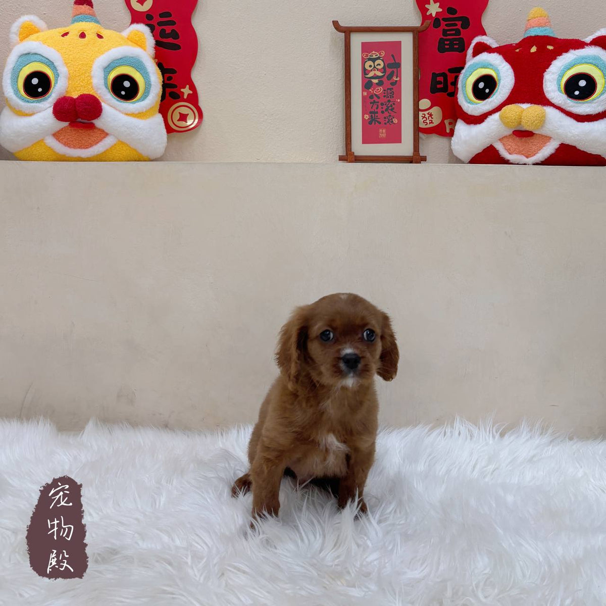 Products – Paw Palace SG