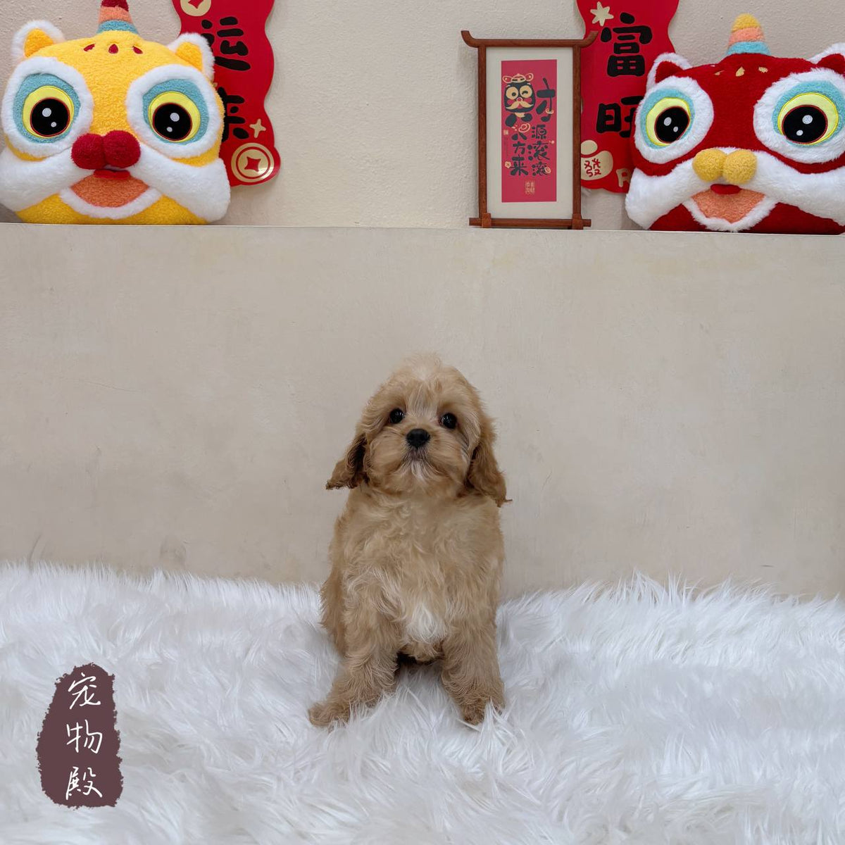 Cavapoo - 1054 (M) – Paw Palace SG