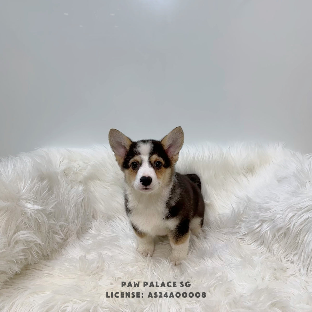Corgi - 0208 (M) – Paw Palace SG