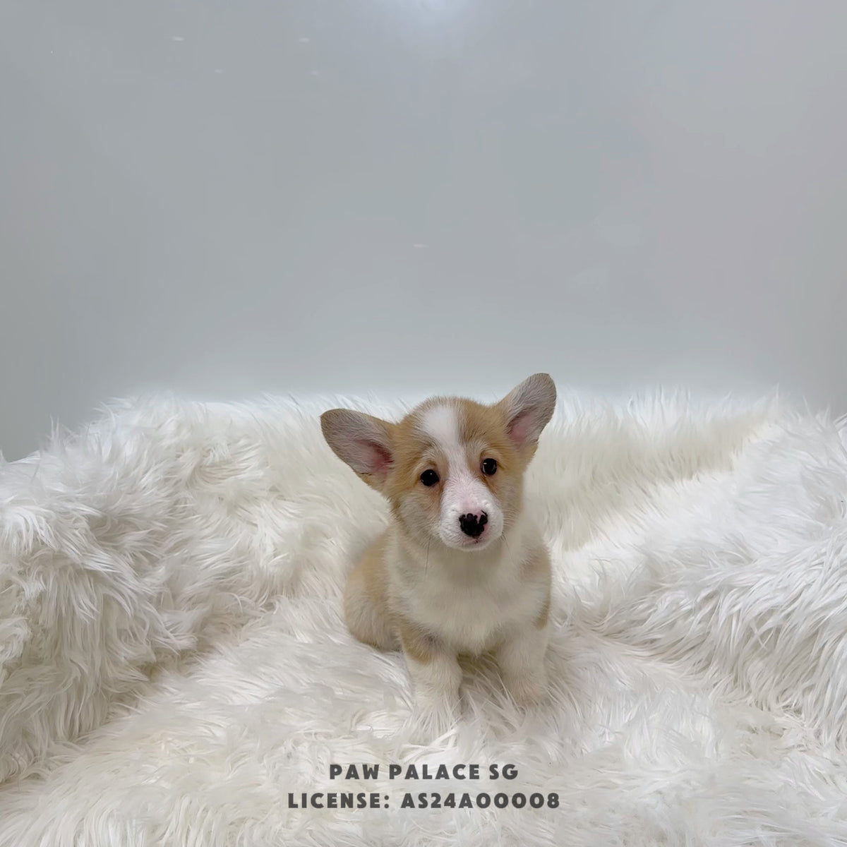 Corgi - 9525 (F) – Paw Palace SG