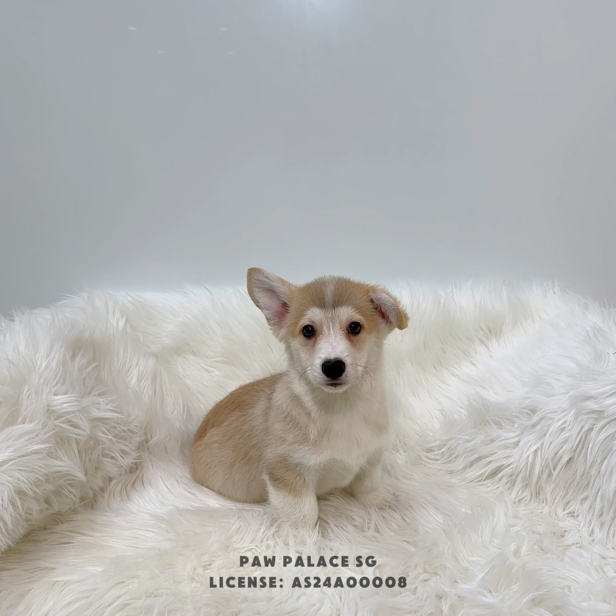 Corgi - 9952 (M) – Paw Palace SG