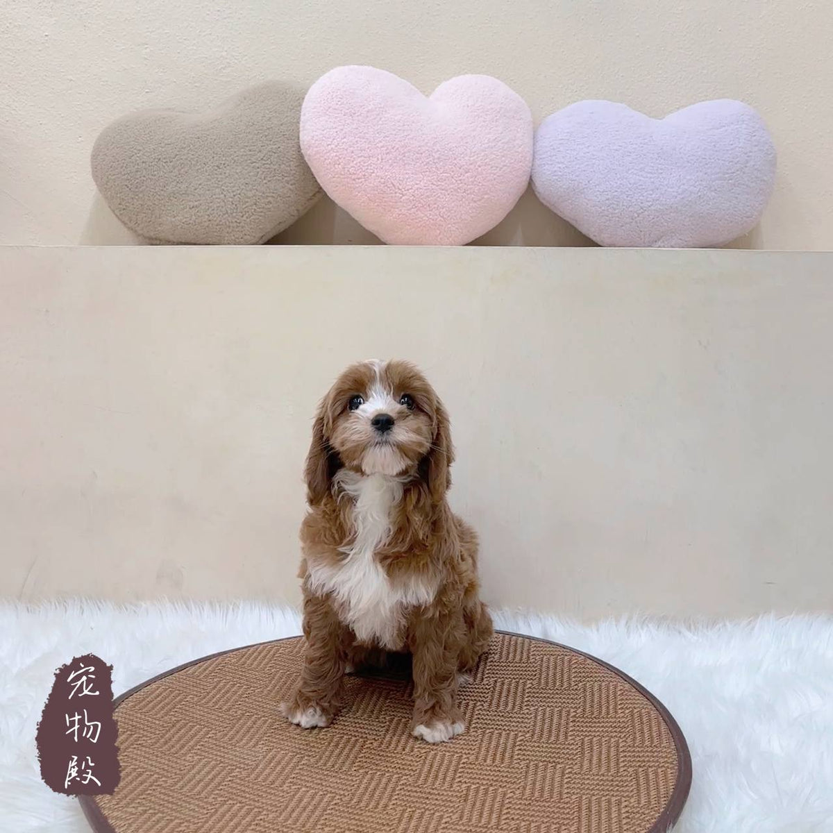 Cavapoo - 4454 (F) – Paw Palace SG
