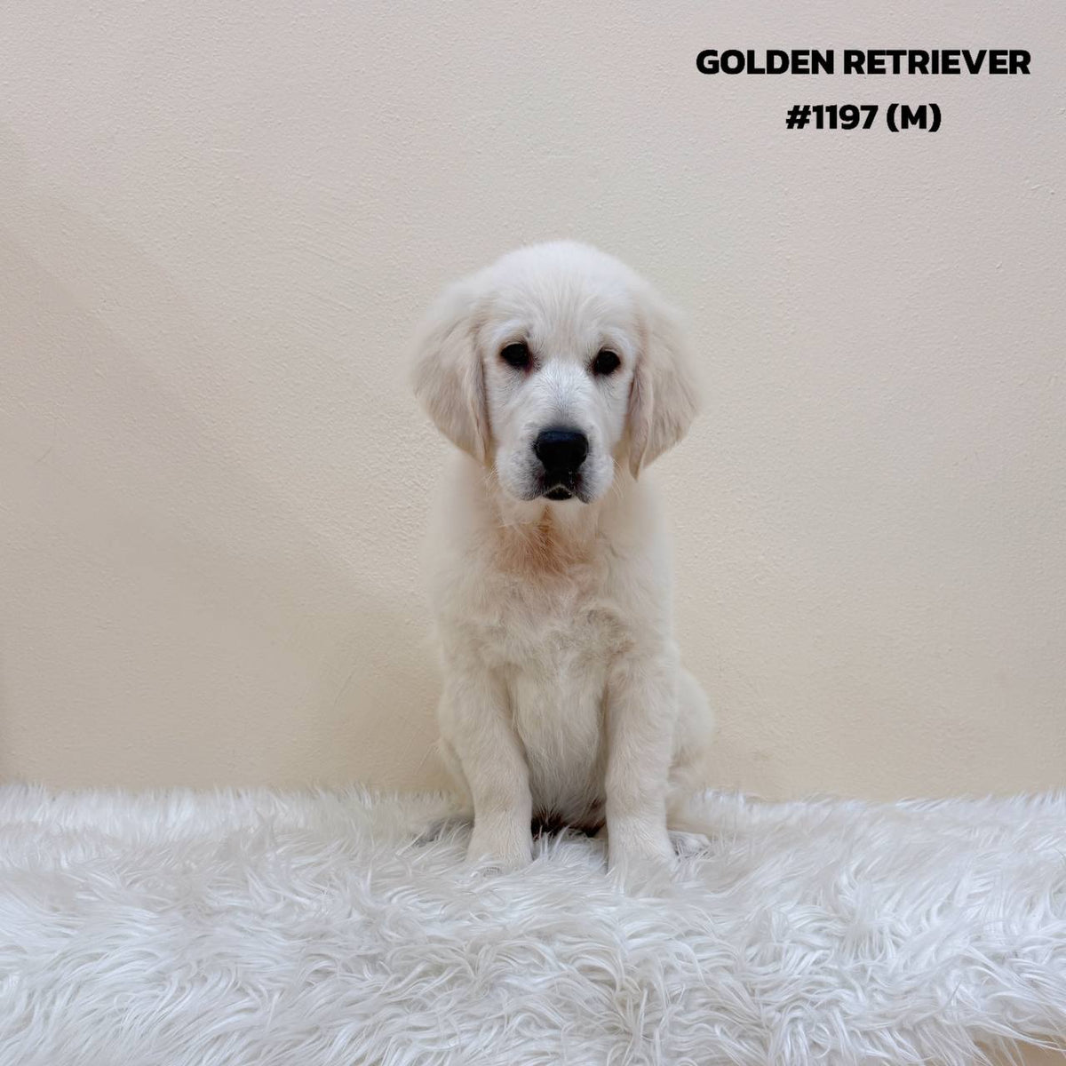 Golden Retriever - 5197 (M) – Paw Palace SG