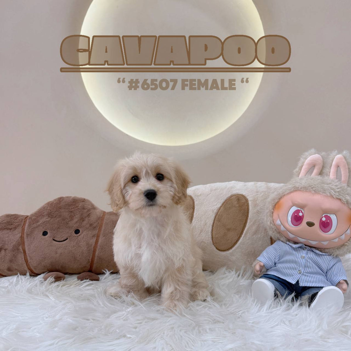 Cavapoo - 6507 (F) – Paw Palace SG