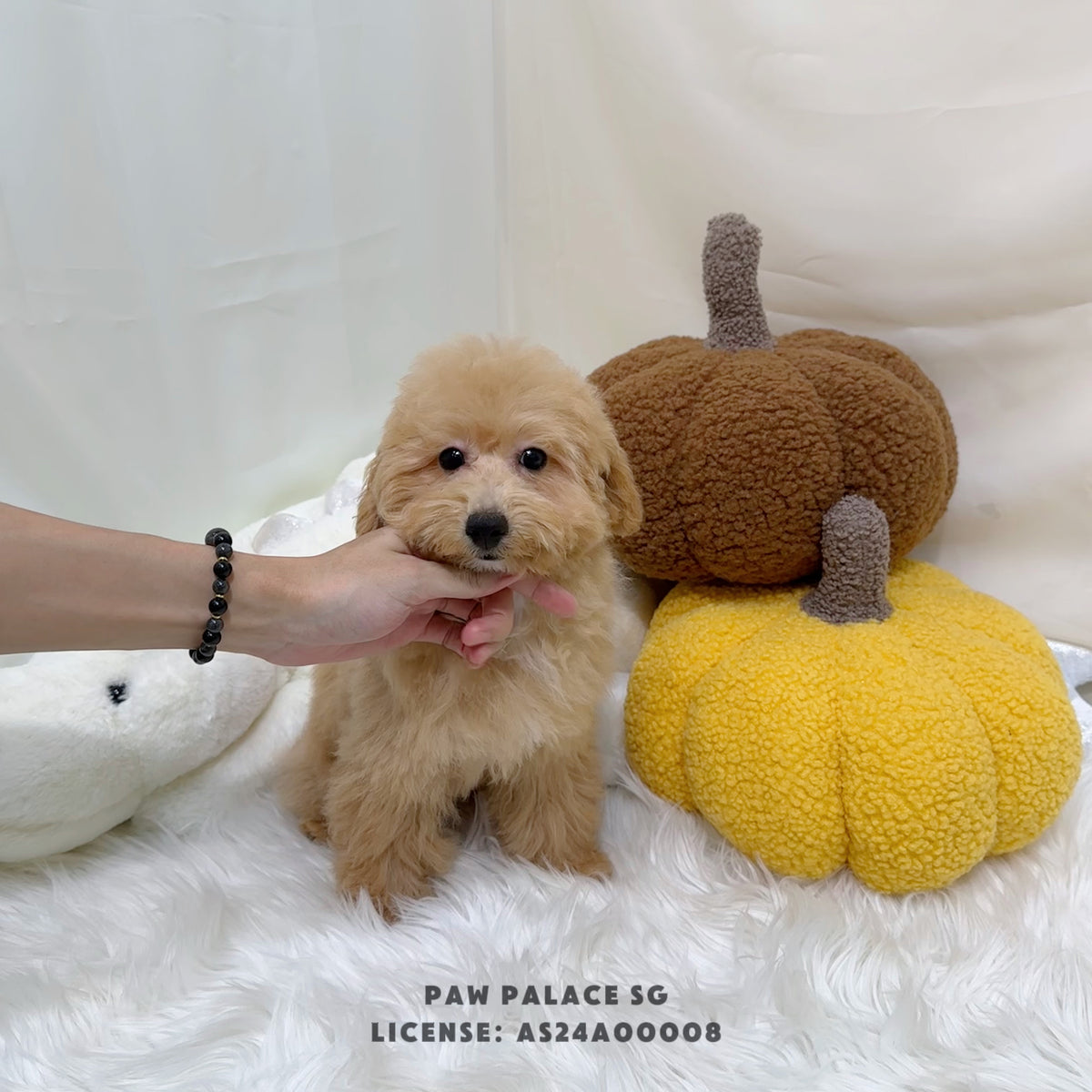 Maltipoo - 5769 (F) – Paw Palace SG