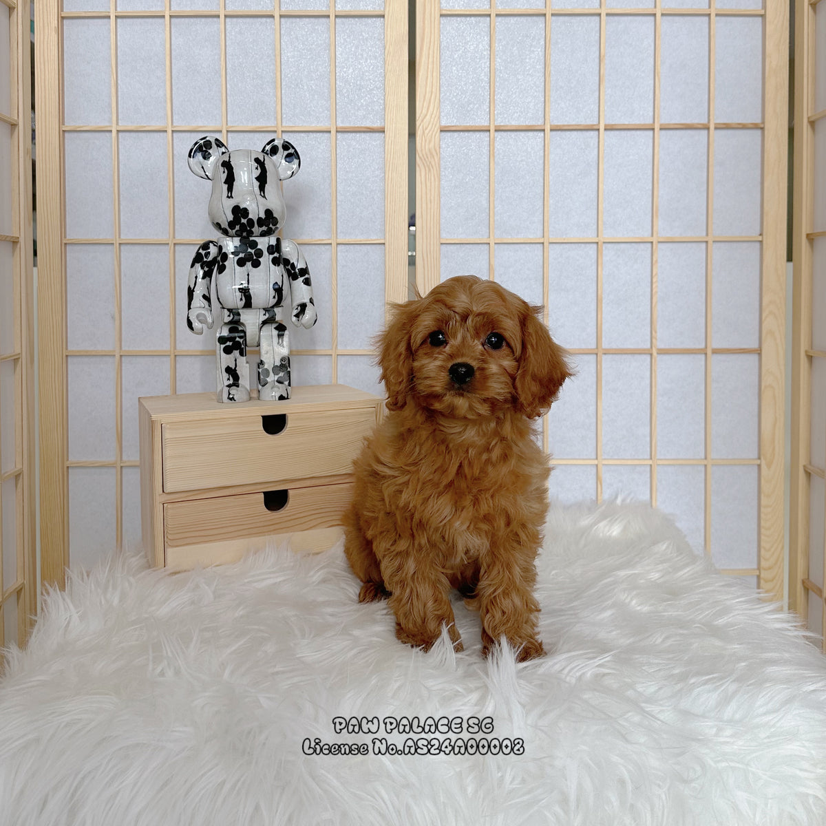 Cavapoo - 8139 ♀ – Paw Palace SG