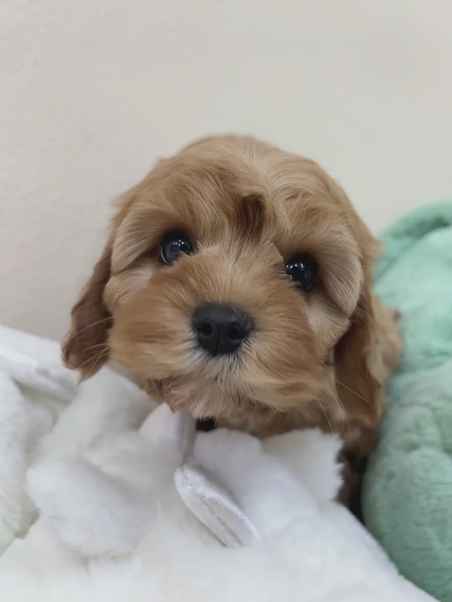 Cavapoo - 5779 (M) – Paw Palace SG